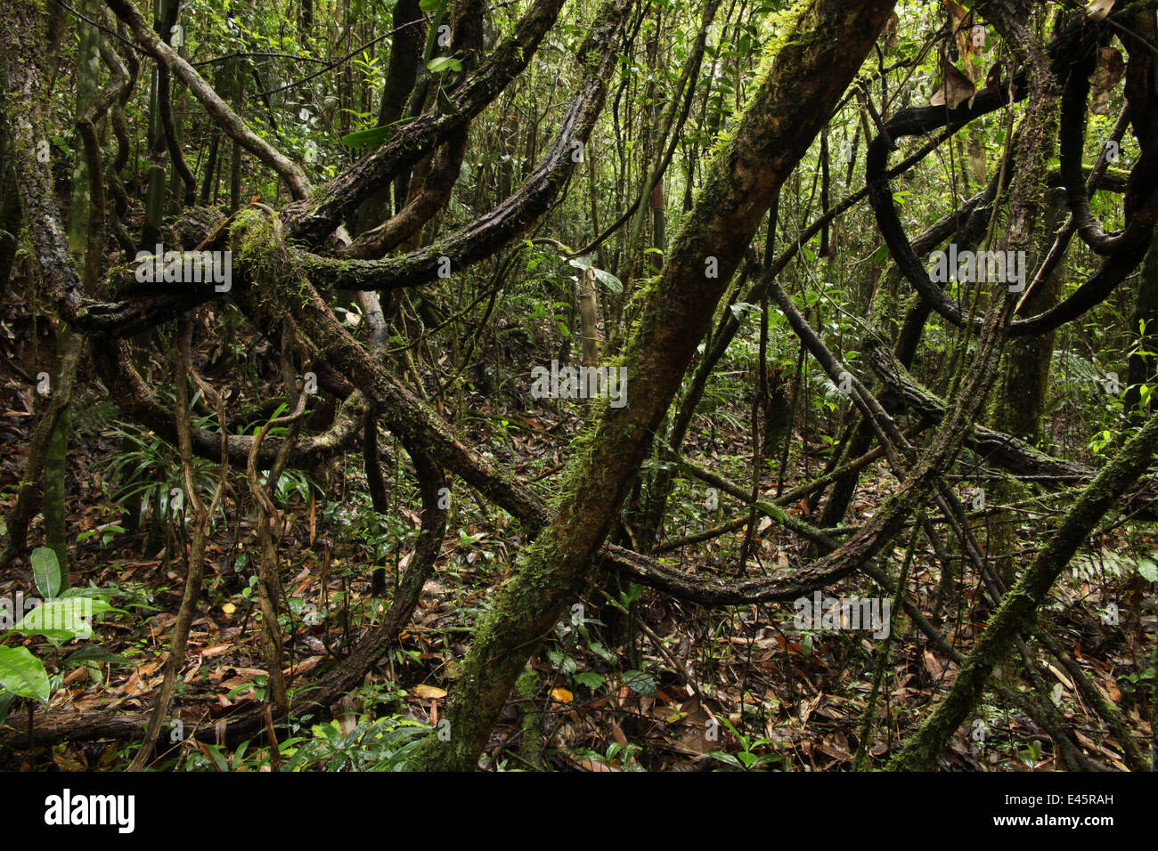 Africa forest vine hi-res stock photography and images - Alamy