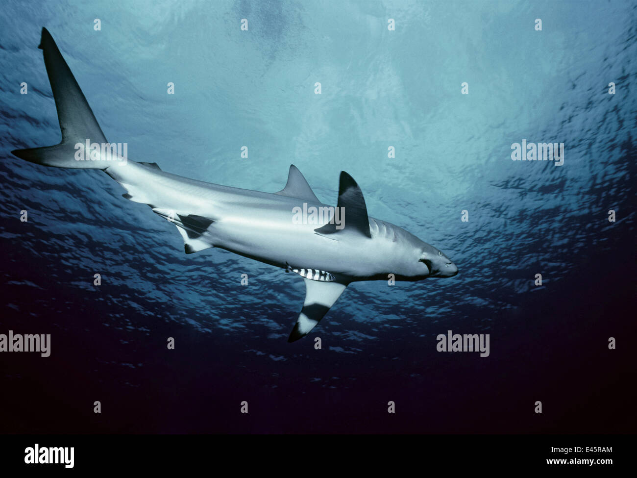 Blacktip shark (Carcharhinus limbatus) with symbiotic Pilot fish ...