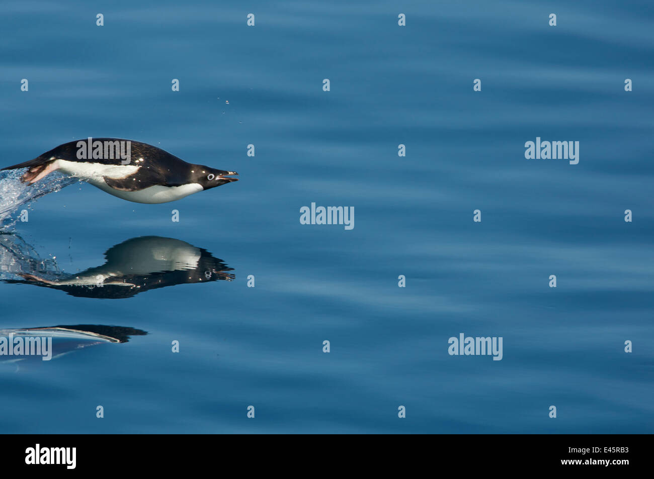 Porpoising Adelie penguin (Pygoscelis adeliae) reflected in water ...