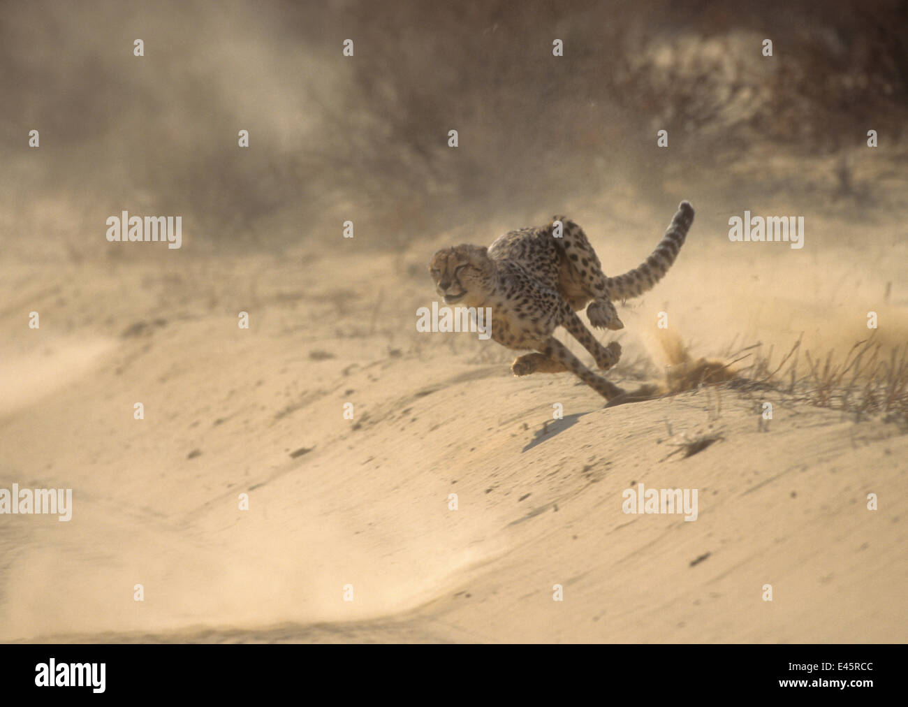 Cheetah (Acinonyx jubatus) running at full speed chasing Springbok prey ...