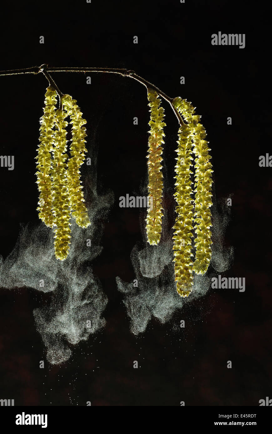 Hazel catkins (Corylus avellana) releasing pollen. Dorset, England, UK ...
