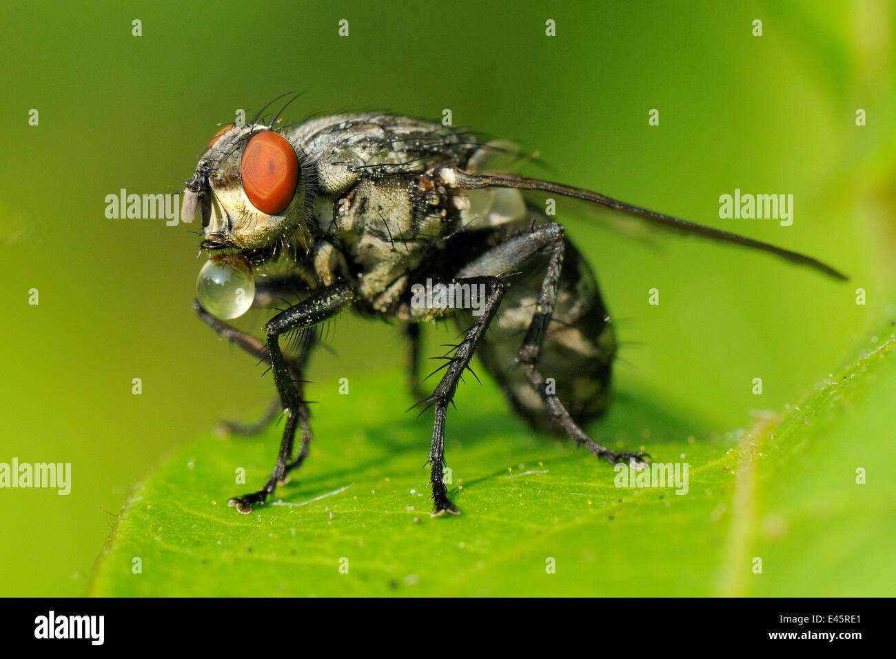 Sarcophaga sp hi-res stock photography and images - Alamy