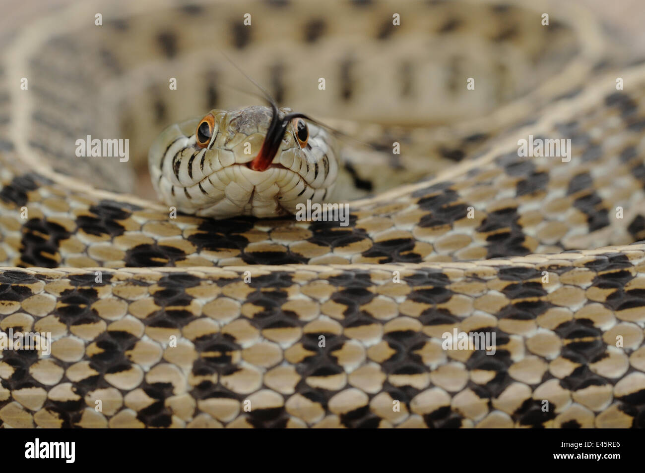 Texas garter snake hi-res stock photography and images - Alamy