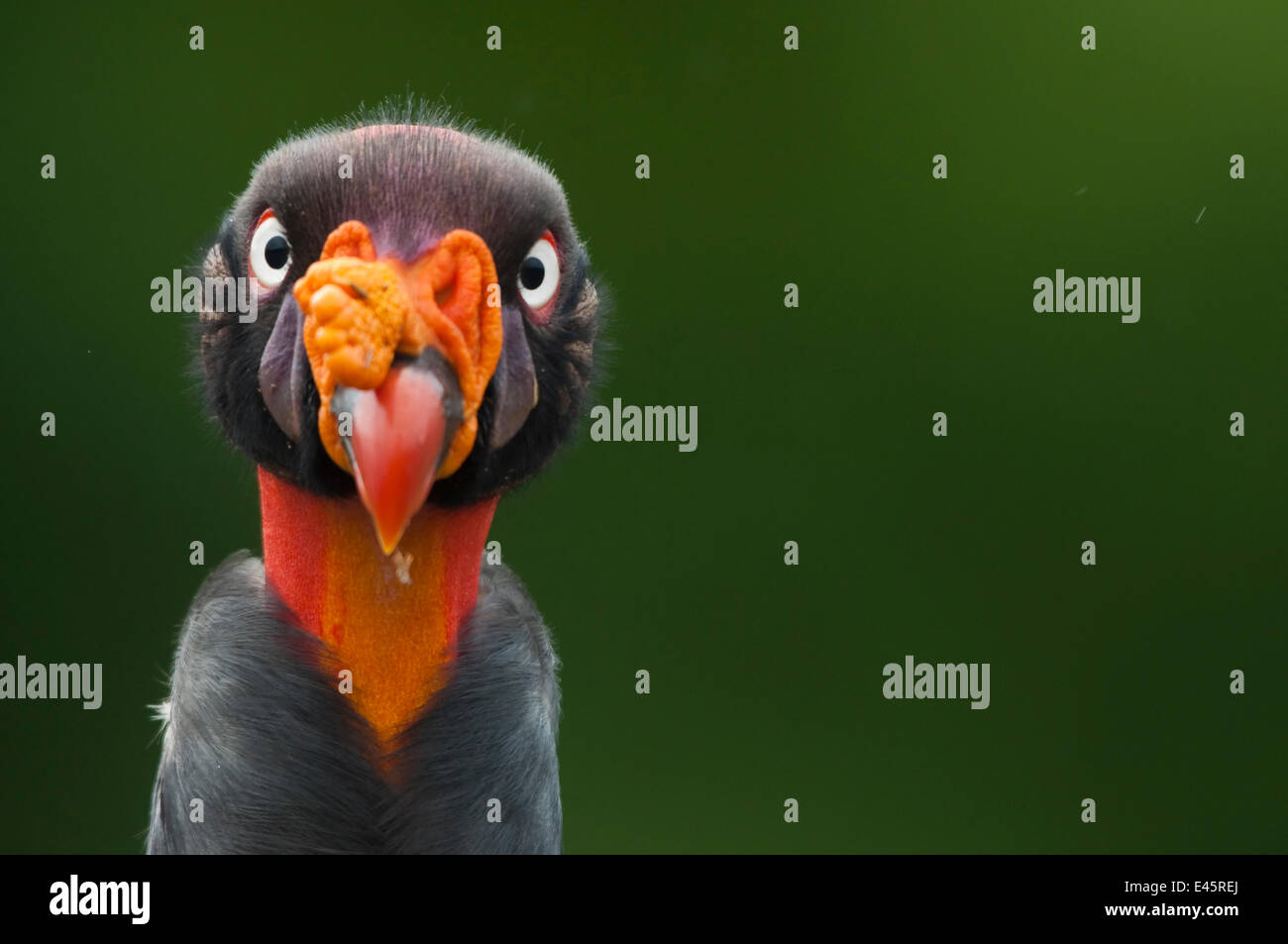 Head portrait of King vulture (Sarcoramphus papa) Santa Rita, Costa ...