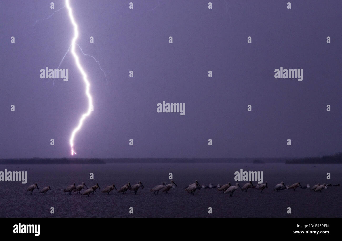 Forked lightning across horizon, with mixed flock of birds, Lake Csaj ...