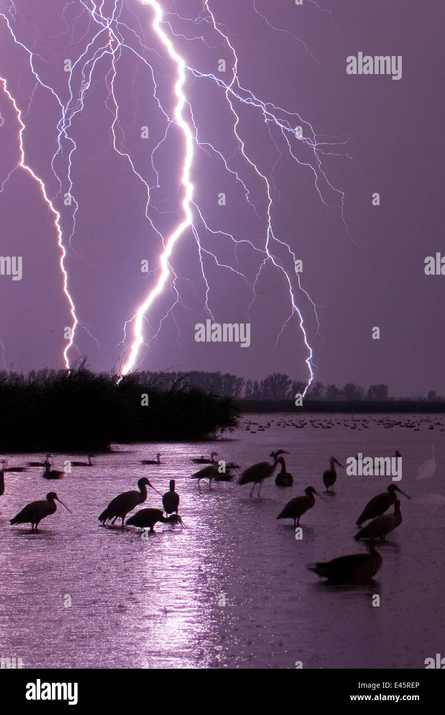 Forked lightning across horizon at night, with mixed flock of birds ...