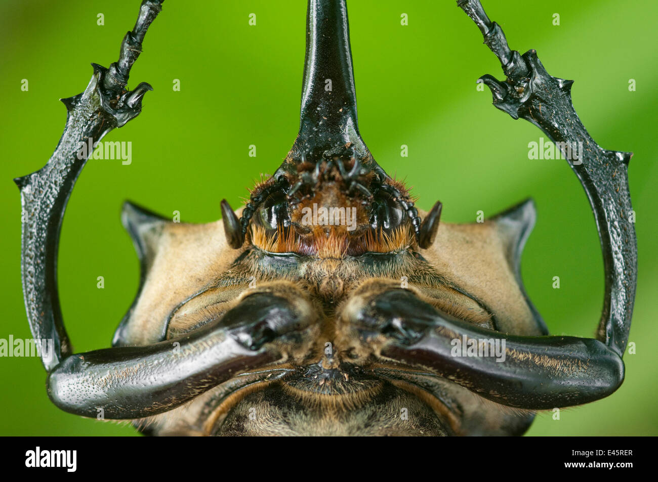Close up of head and prothorax of male Elephant beetle (Megasoma ...