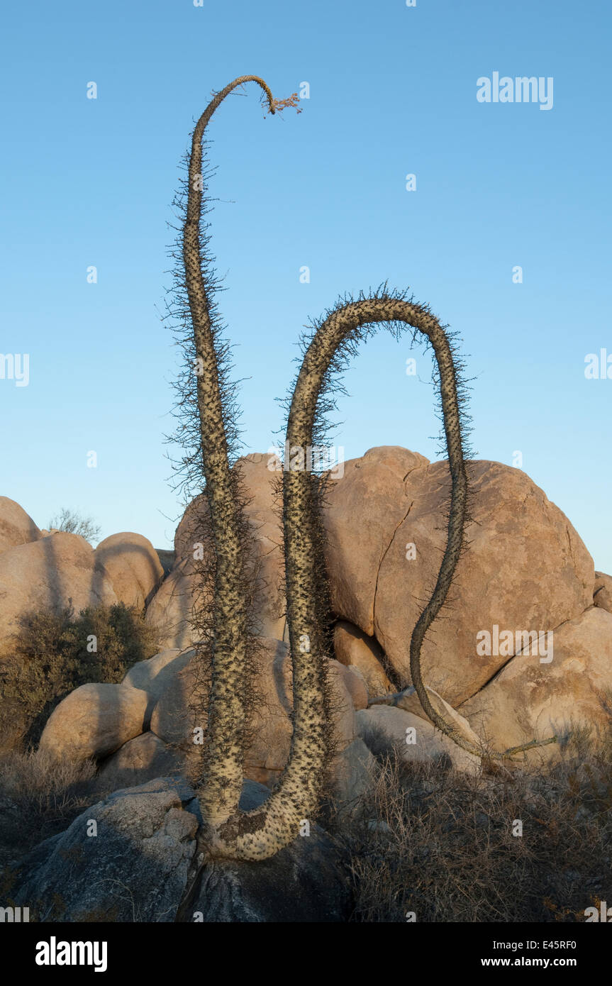 Boojum tree (Fouquieria columnaris) Catavina, Baja, Mexico Stock Photo ...