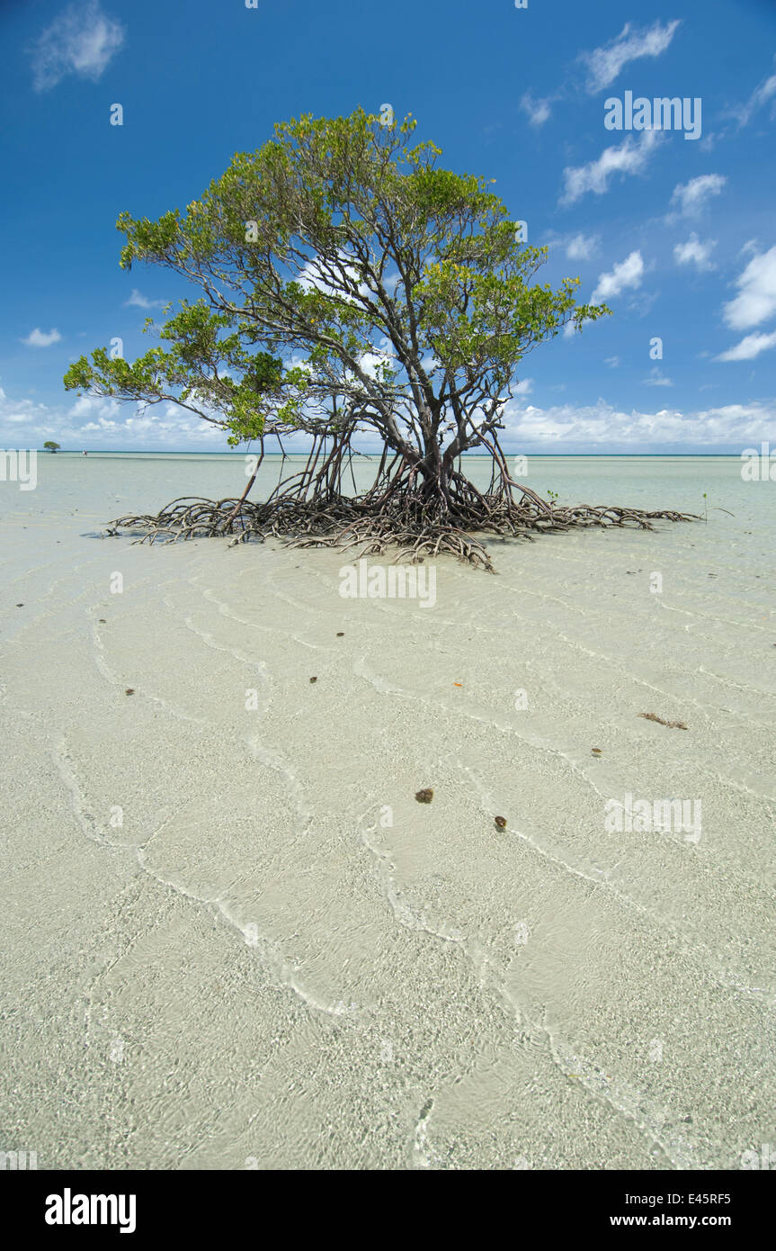 Red mangrove (Rhizophora mangle) on beach, Daintree National Park ...