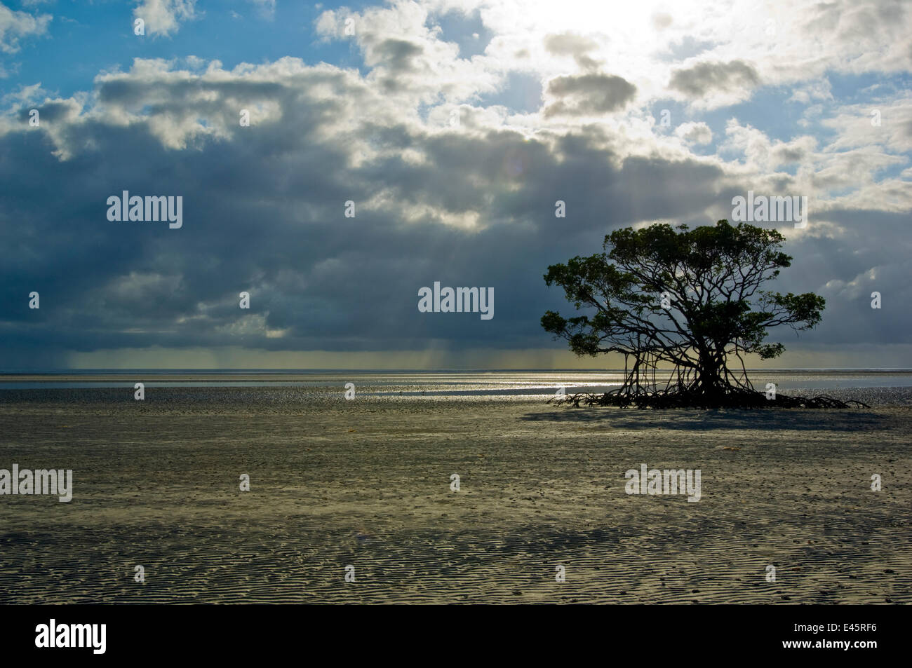 Red mangrove (Rhizophora mangle) on beach at dusk, Daintree National ...