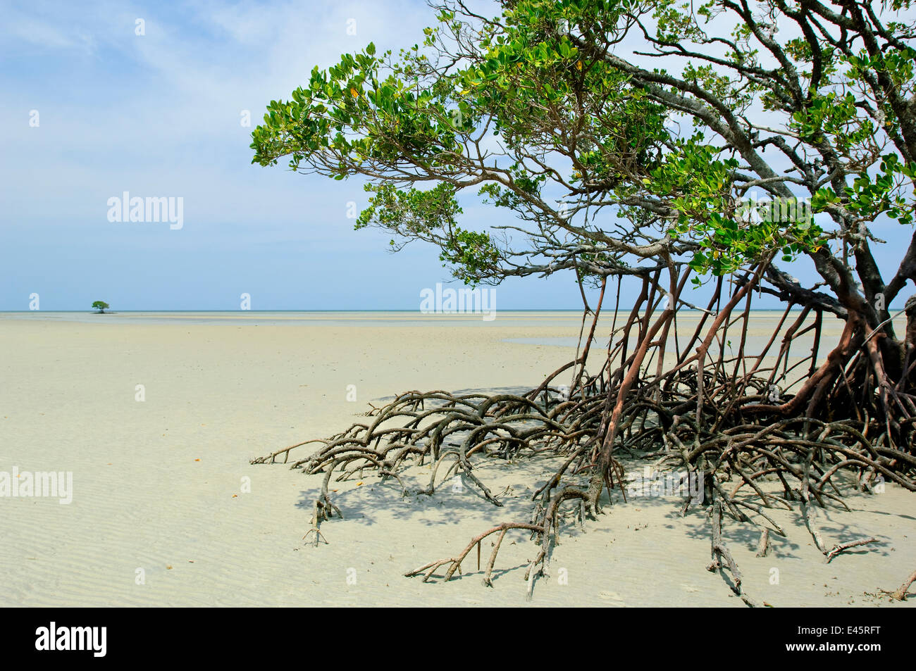 Red mangrove (Rhizophora mangle) on beach at low tide, Daintree ...