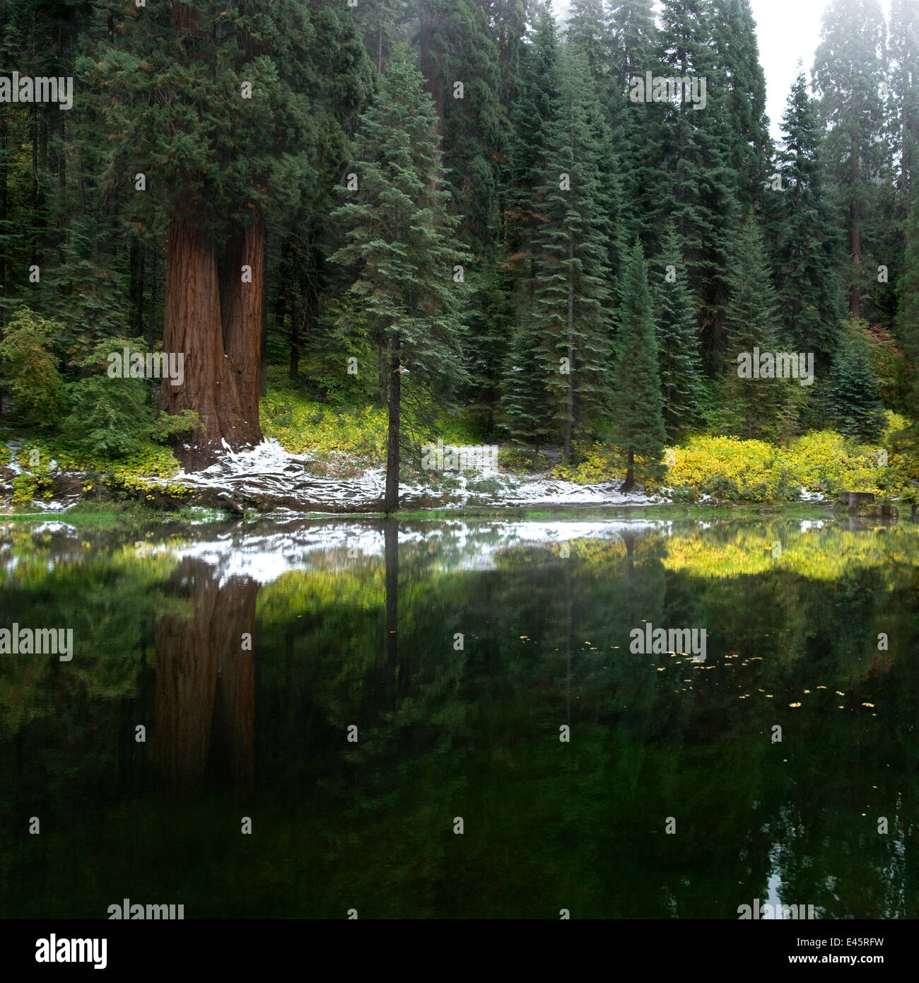 Giant sequoia trees (Sequoiadendron giganteum) on the edge of lake ...