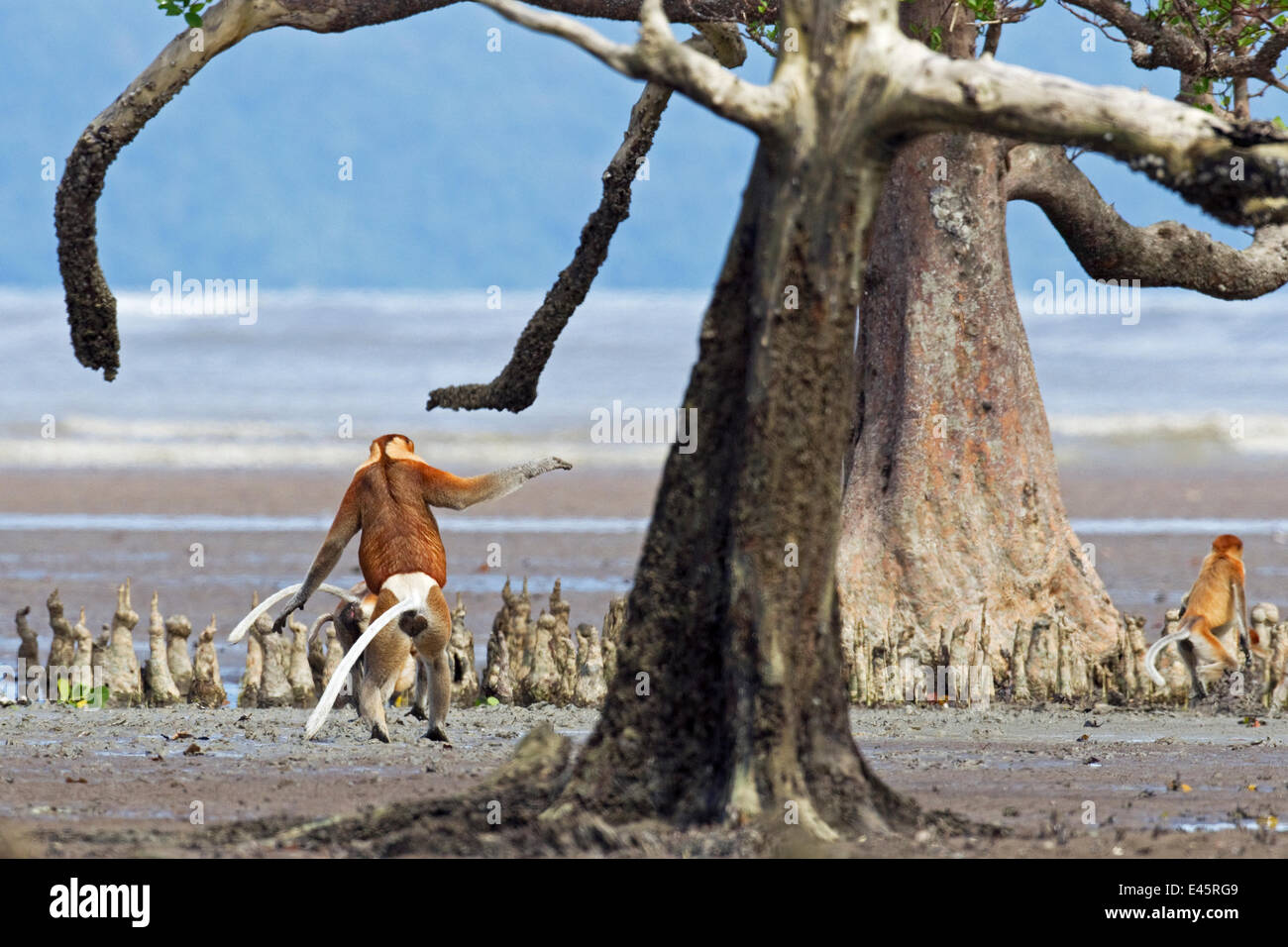 Proboscis monkey group walking hi-res stock photography and images - Alamy