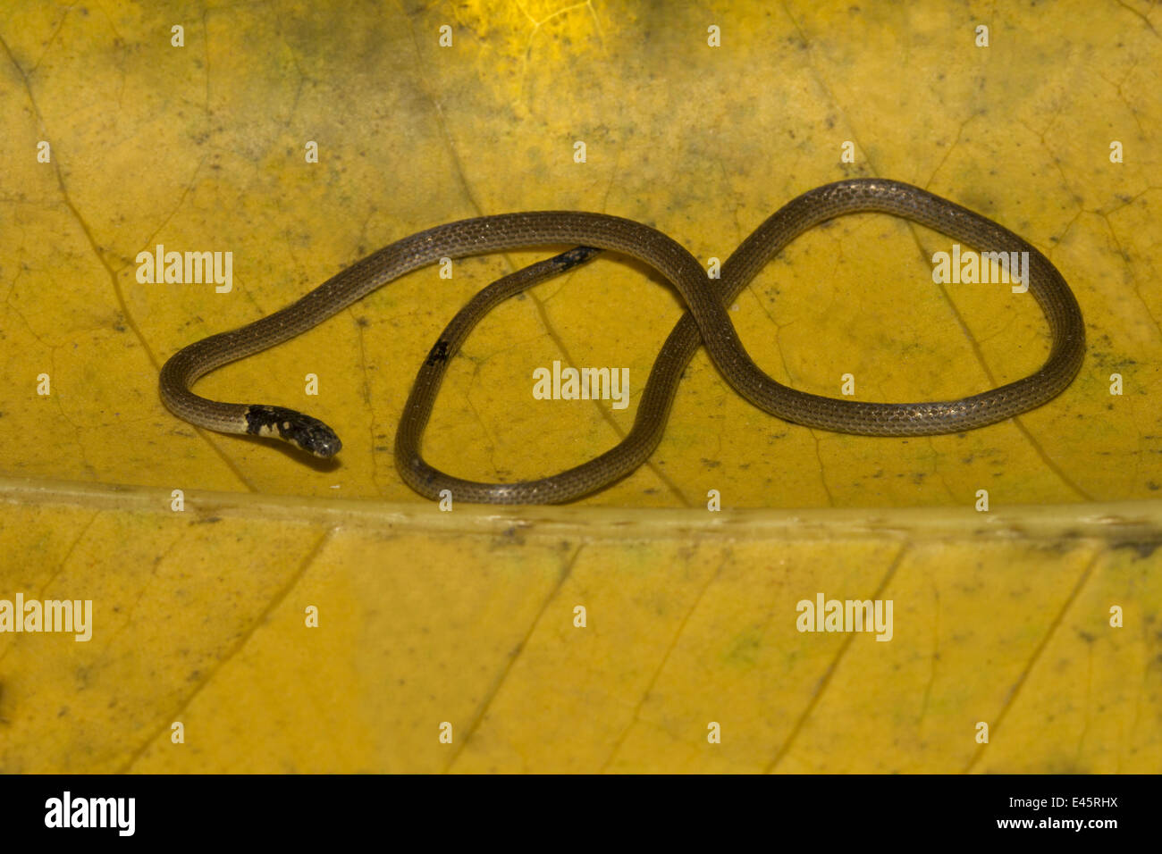 Rare snakes of india hi-res stock photography and images - Alamy