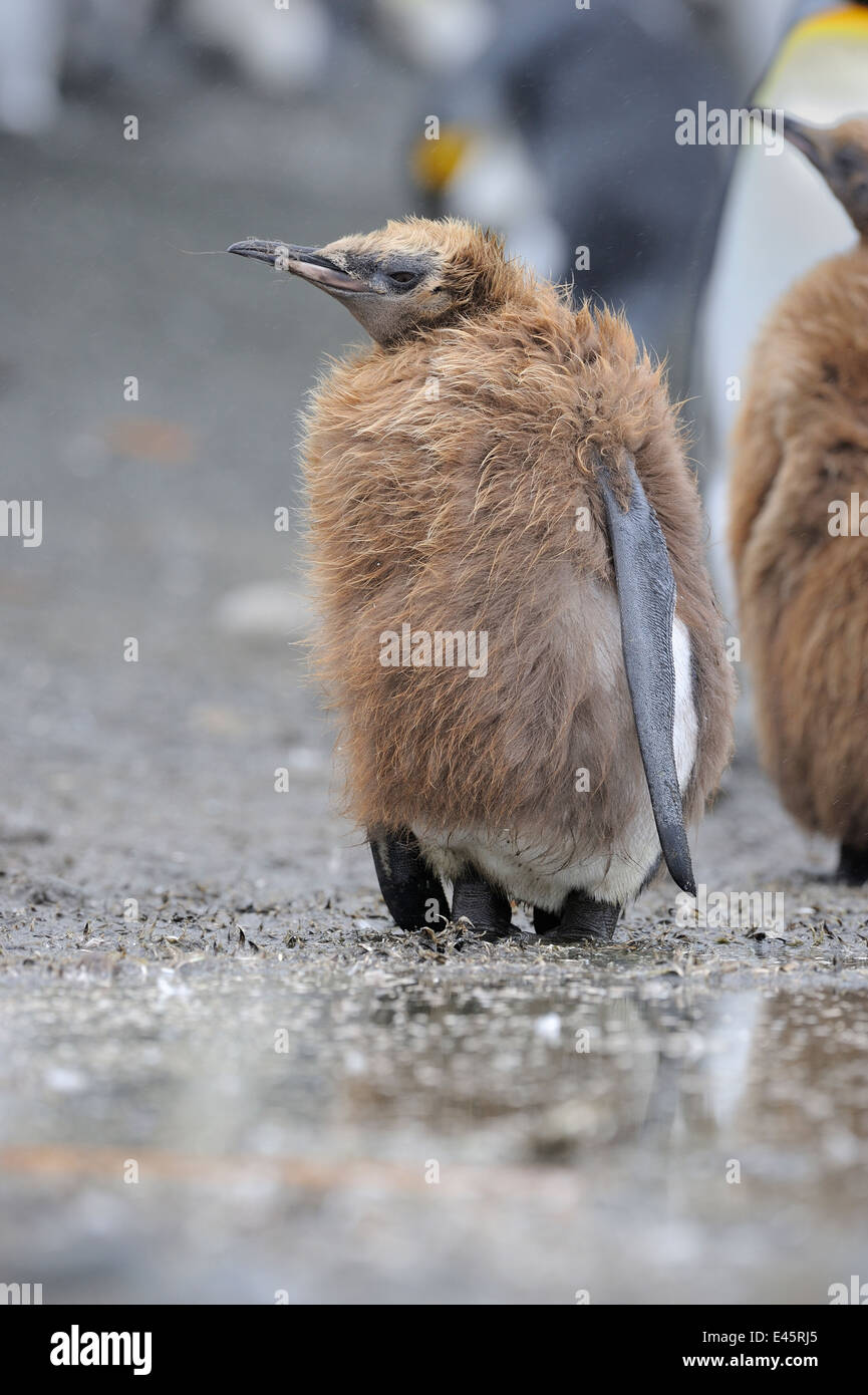 Cute baby king penguin hi-res stock photography and images - Alamy