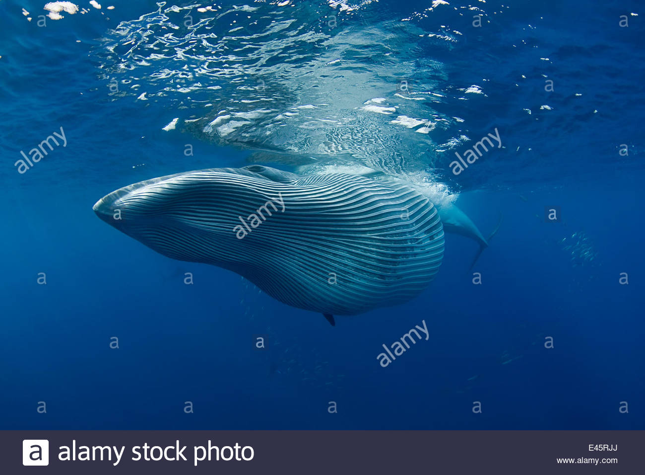 Balaenoptera Edeni Stock Photos & Balaenoptera Edeni Stock Images - Alamy