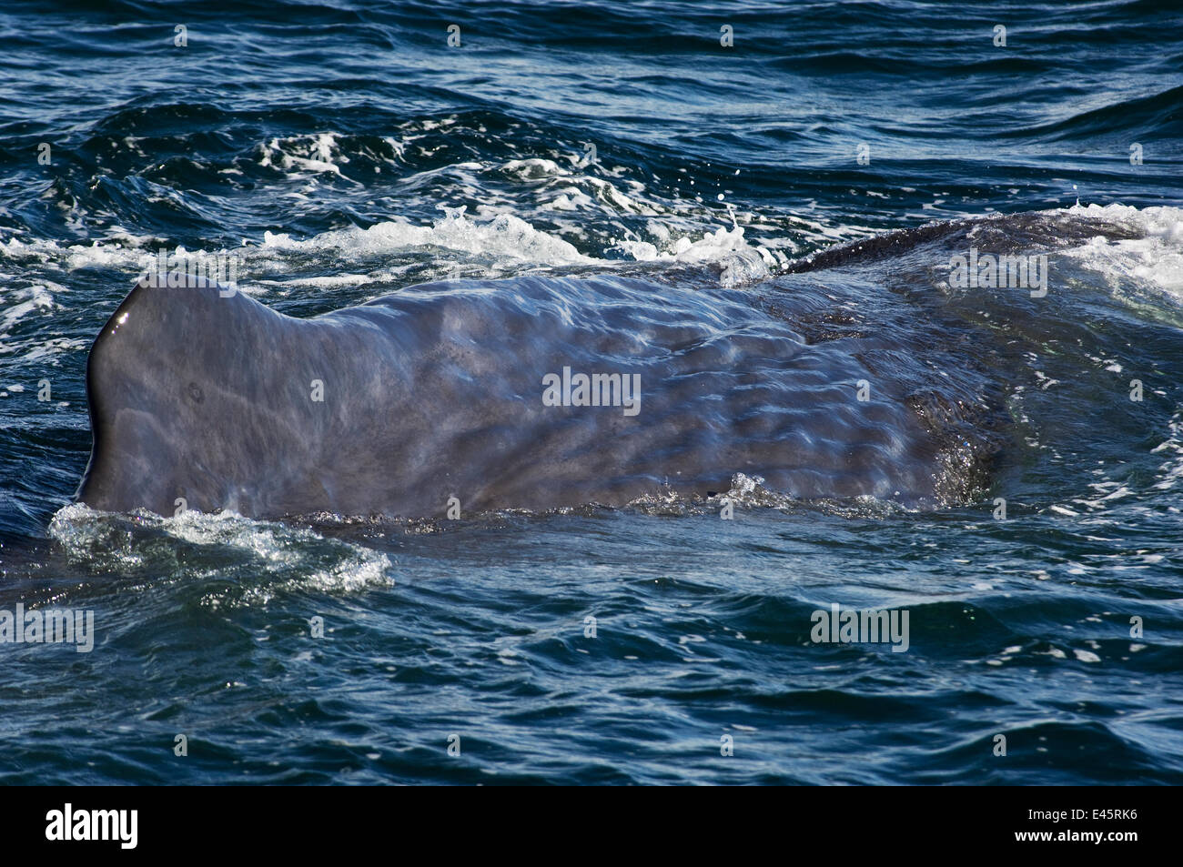 Sperm whale (Physeter macrocephalus) showing distinctive wrinkled skin ...
