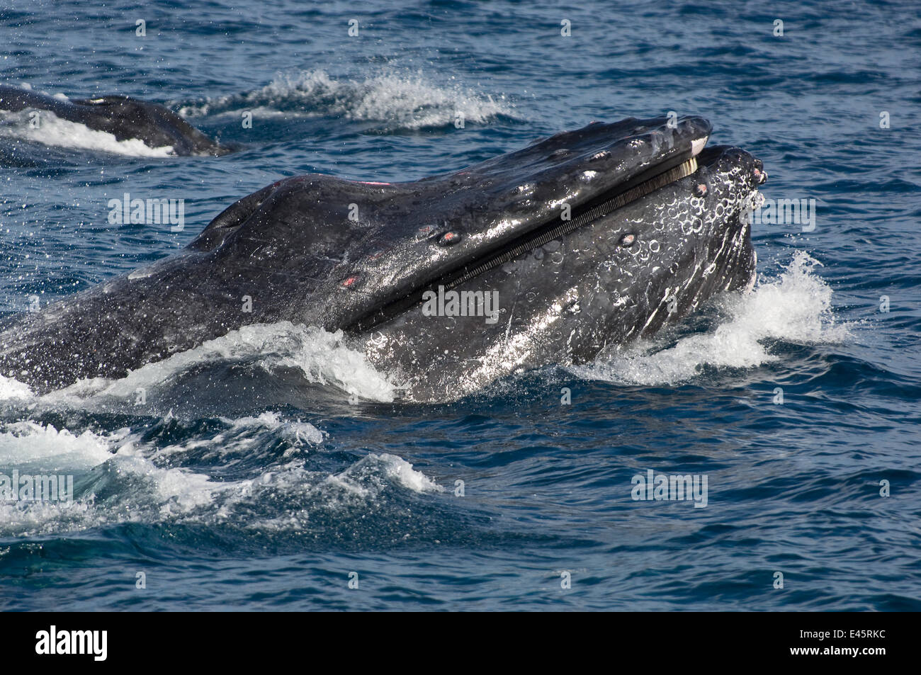 Humpback whale (Megaptera novaeangliae) at surface showing bloodied ...