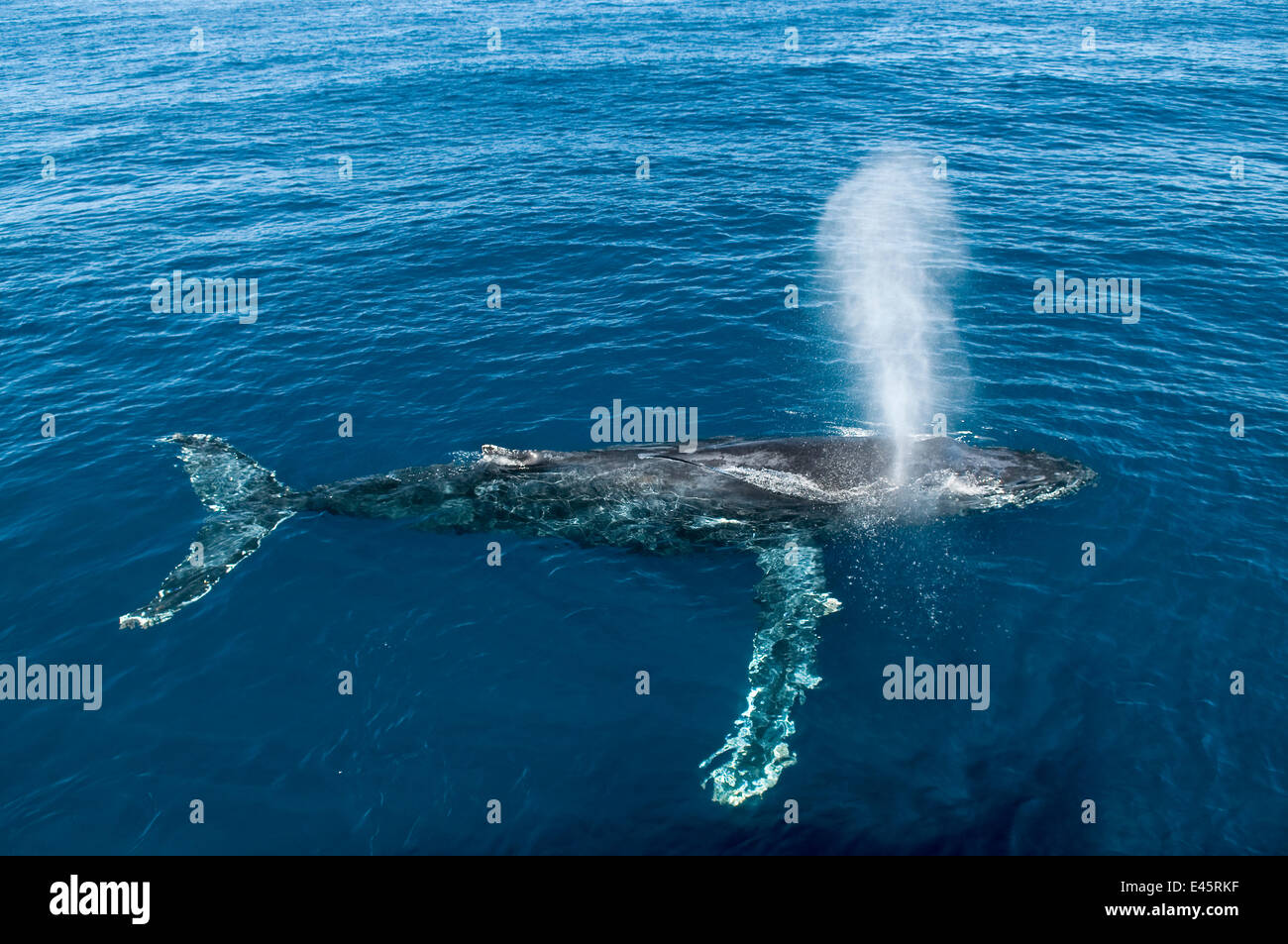 Humpback whale (Megaptera novaeangliae) at surface, spouting, Sea of ...