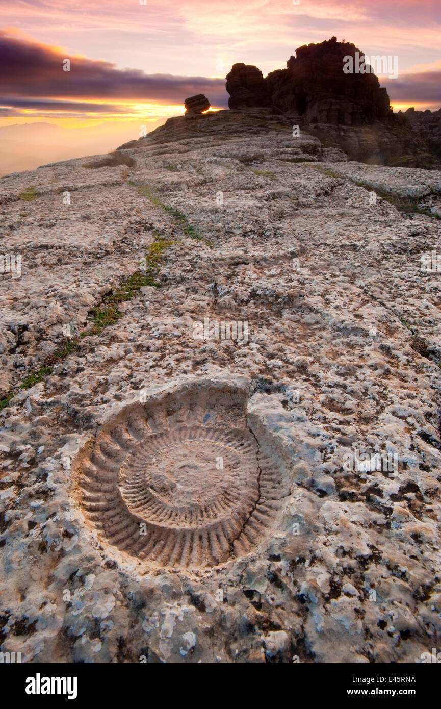 Ammonite fossil in limestone rock, Torcal de Antequera Natural Park ...