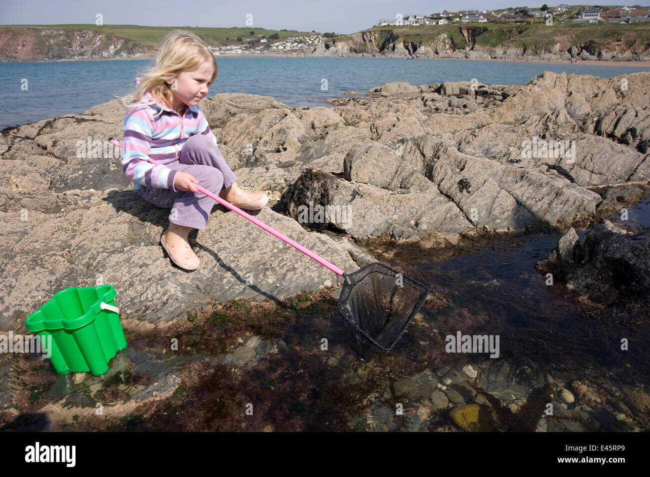 Young girl aged 5 playing in rockpool, with a fishing net, Devon, UK ...