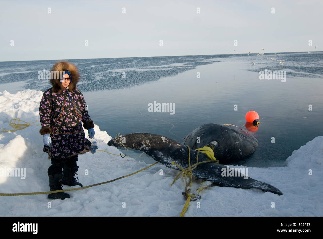 Inupiaq / Inuit woman stands next to a Bowhead whale (Balaena ...