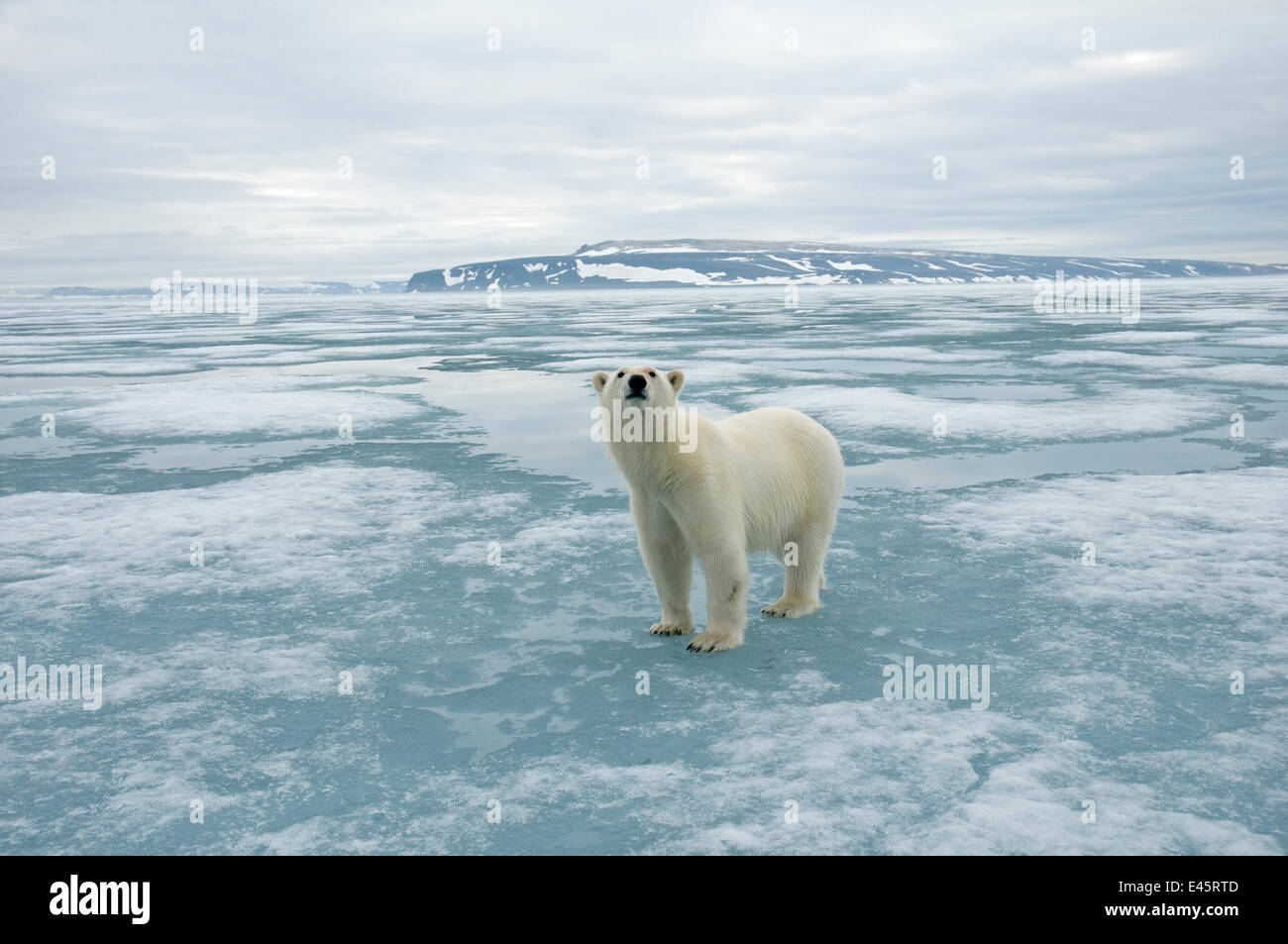 Polar bear hunting artic sea hi-res stock photography and images - Alamy