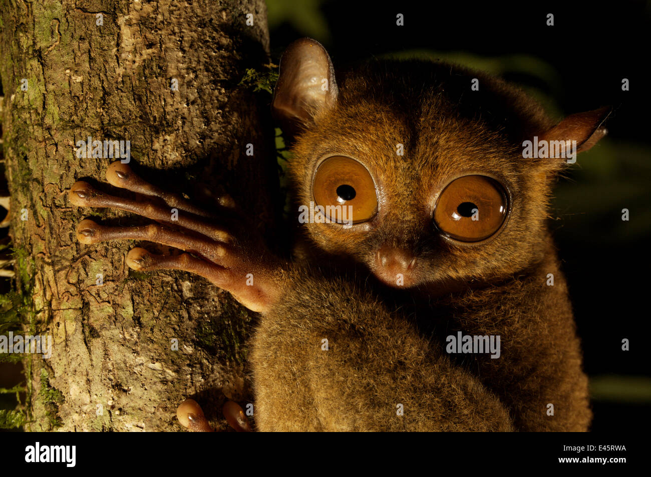 Tarsiers at night hi-res stock photography and images - Alamy