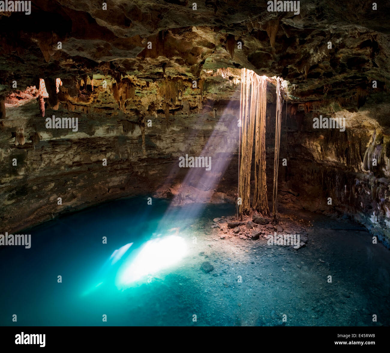 Cenote Samula (sink hole) with elongated roots of a Fig tree (Ficus sp ...