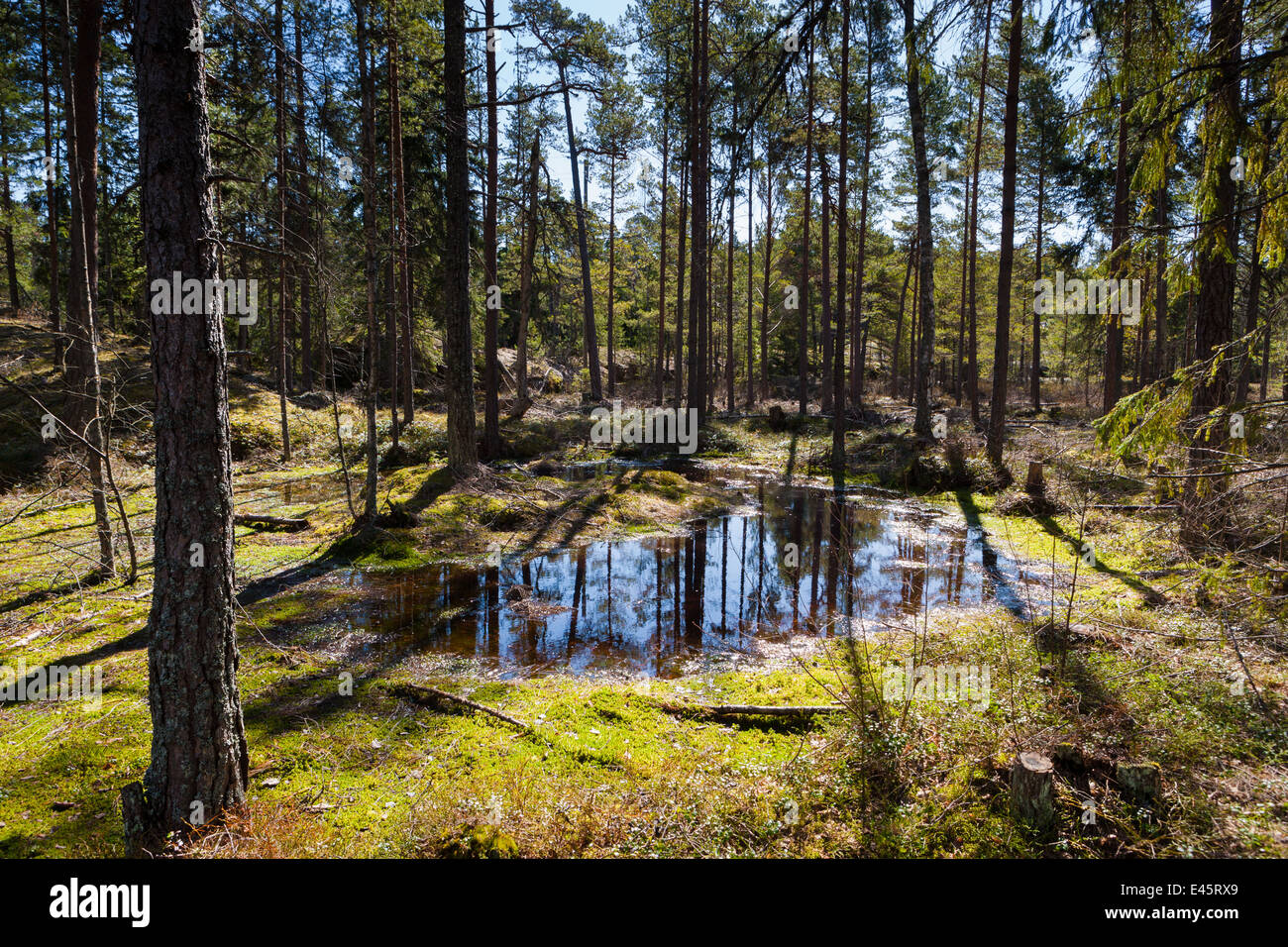 Spring in Forest Stock Photo - Alamy