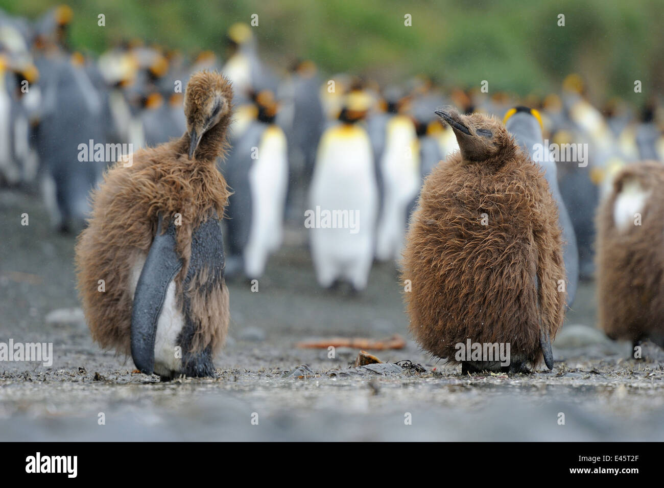 Juvenile penguin hi-res stock photography and images - Alamy