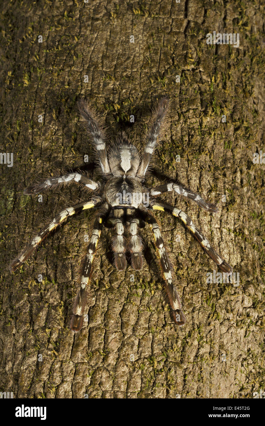 INDIAN ORNAMENTAL TARANTULA, Poecilotheria regalis, RARE, Matheran ...