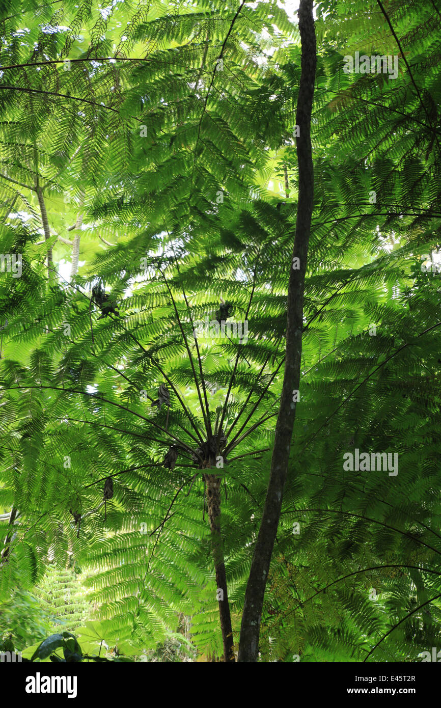 Frond pattern of tree ferns (Cyathea arborea) in lowland tropical ...