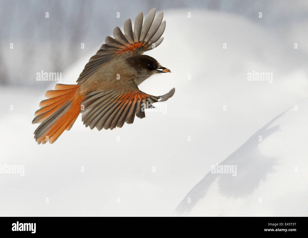 Siberian Jay (Perisoreus infaustus) flying over snow covered ground ...