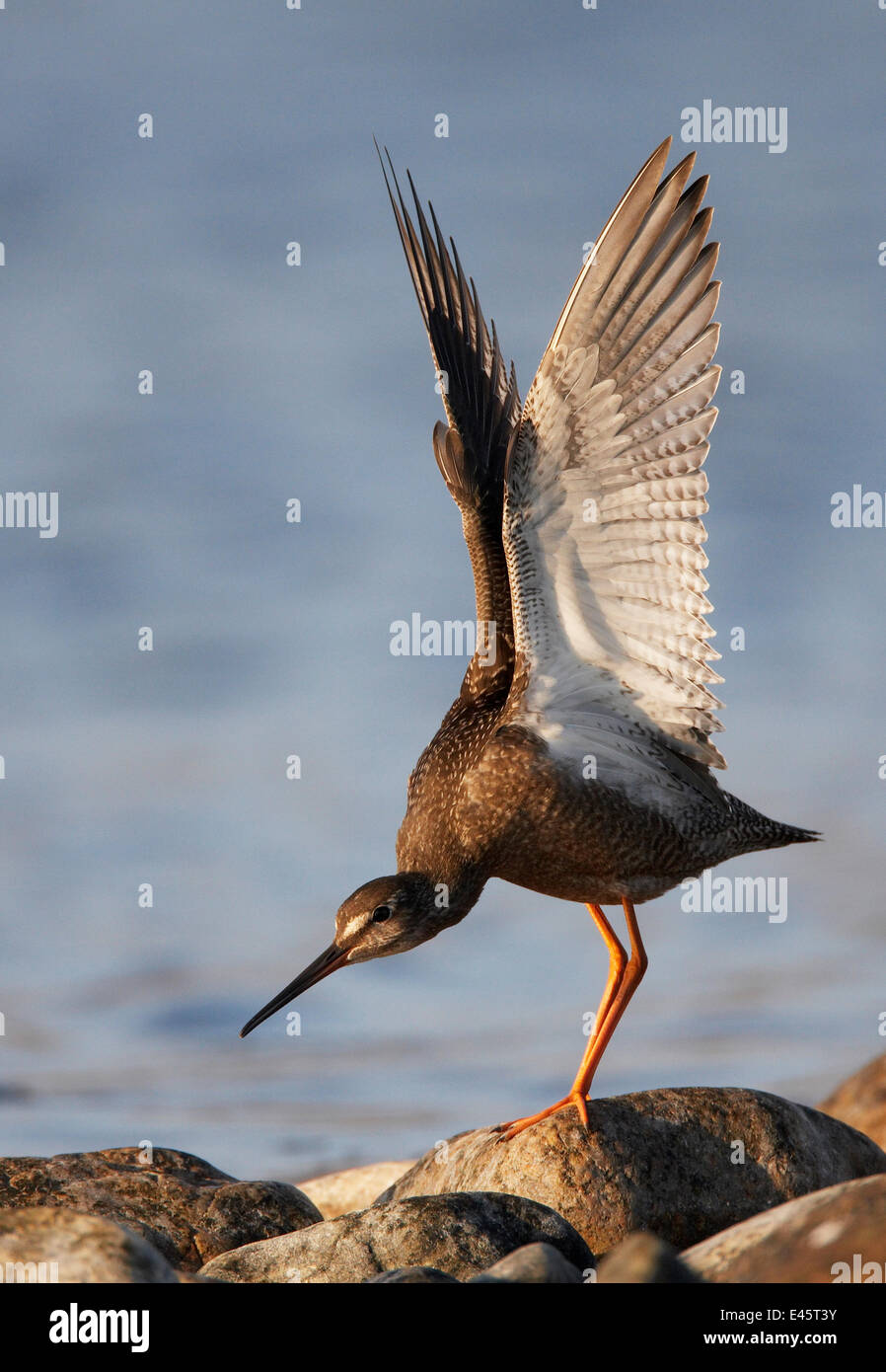 Spotted Redshank (Tringa erythropus) standing on rocky shore ...