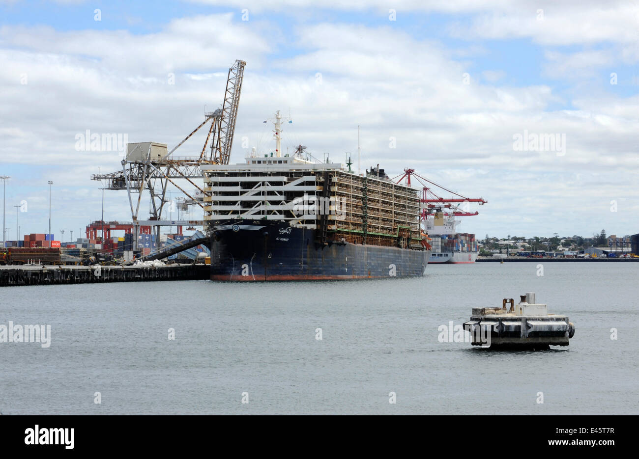 Cattle ship ready to carry live animals to Middle Eastern countries ...