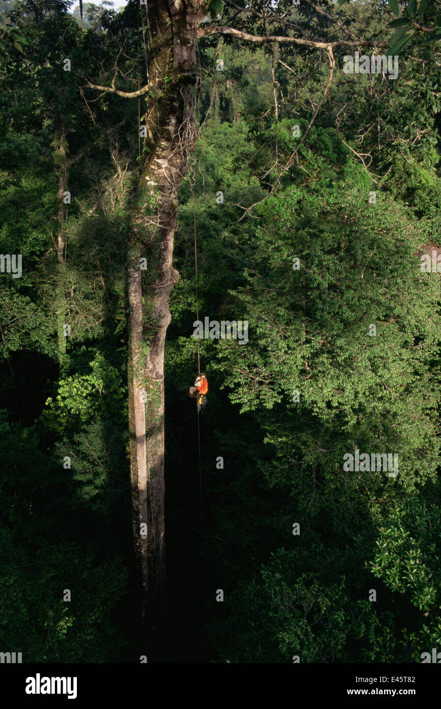 Orangutan researcher, Cheryl Knott, climbing rope into giant canopy ...
