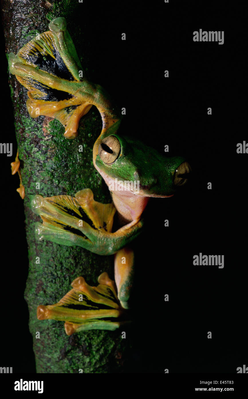Wallace's flying frog (Rhacophorus nigropalmatus) on tree trunk in ...