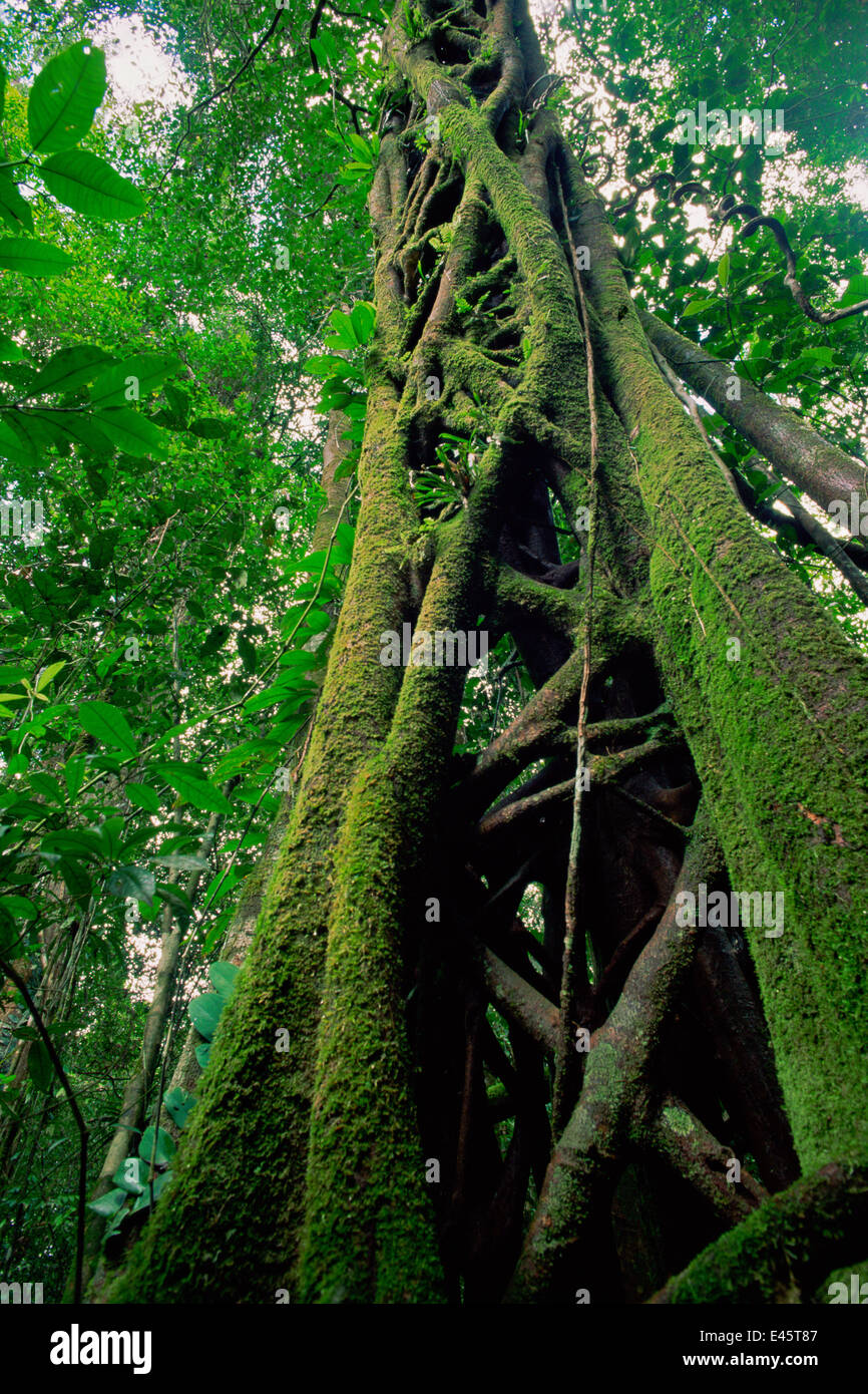 Strangler Fig (Ficus sp.) that has killed its host tree long ago. The ...