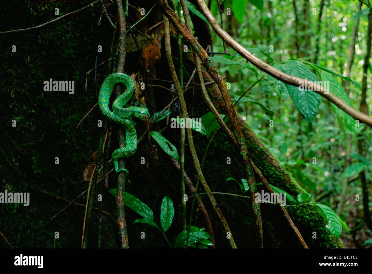 Wagler's / Temple pit viper (Tropidolaemus wagleri) in lowland ...