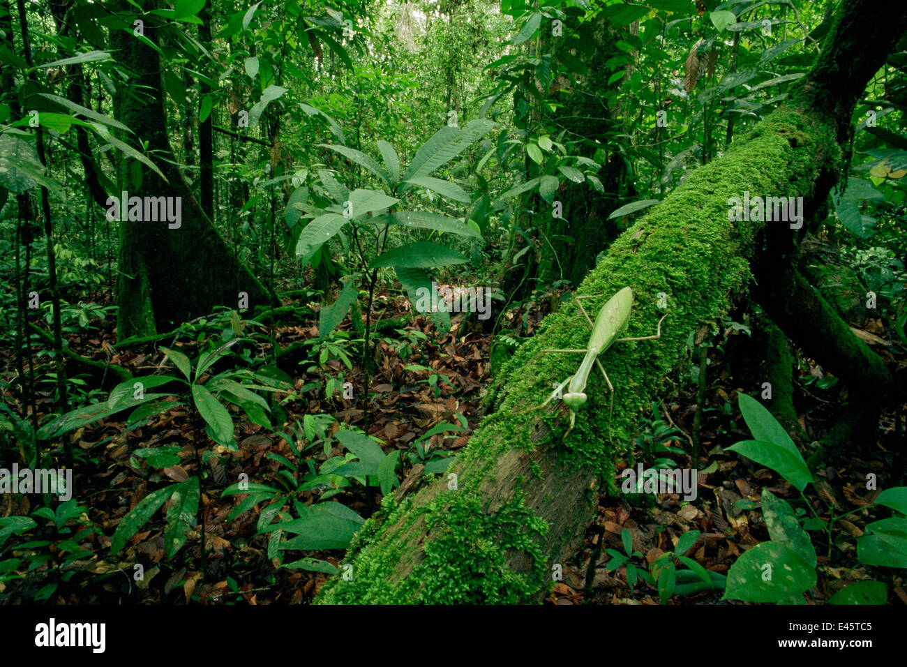 Praying mantis (Mantodea) green leaf mimic type walking along a mossy ...