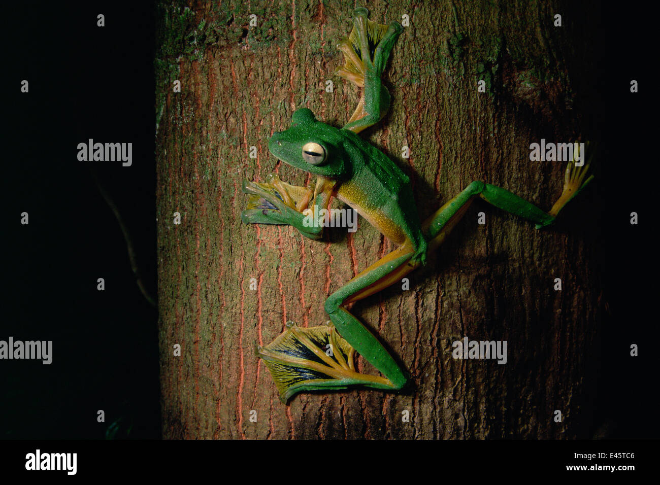 Wallace's flying frog (Rhacophorus nigropalmatus) on a tree trunk in ...