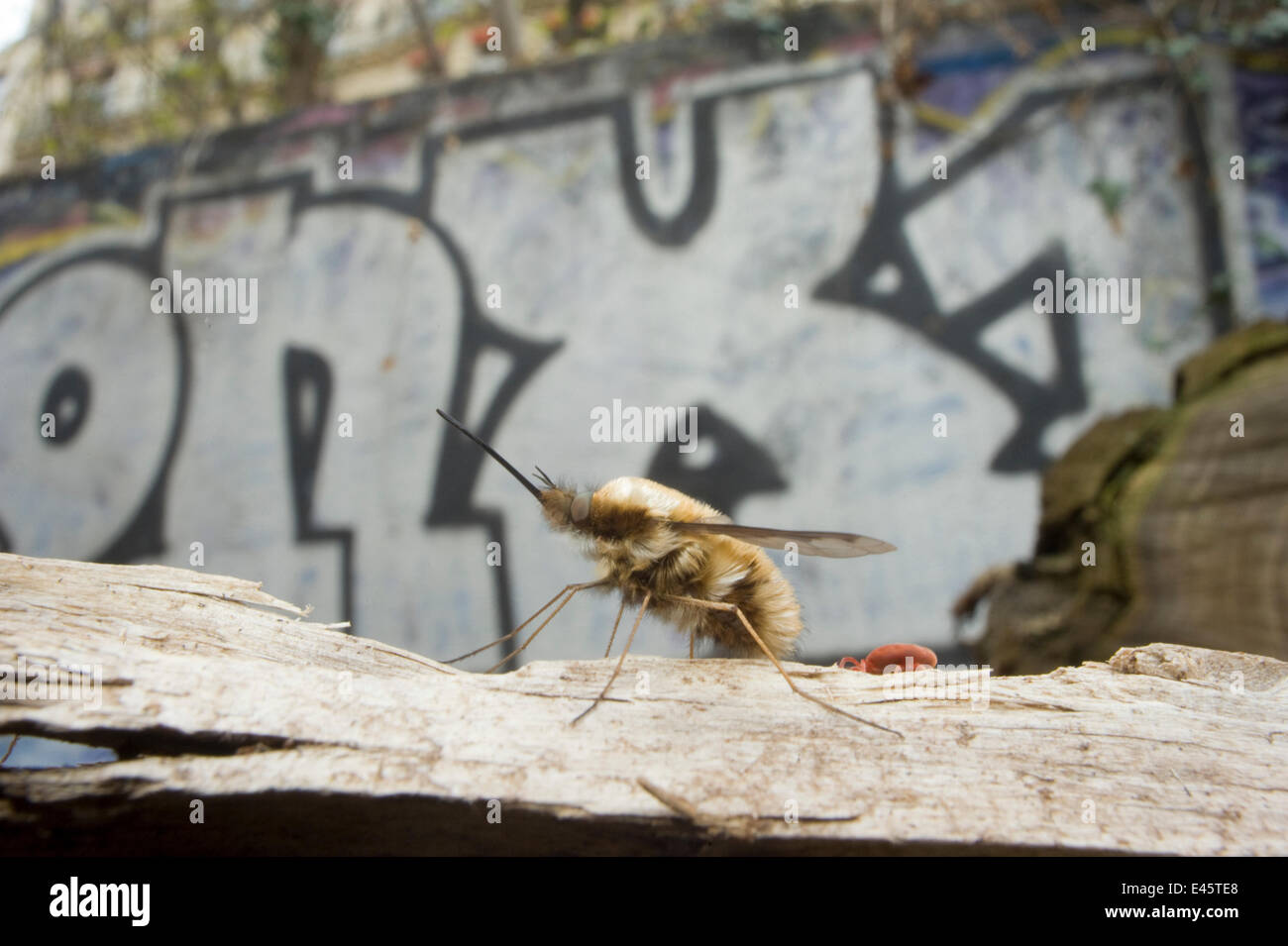 Graffiti fly insect hi-res stock photography and images - Alamy