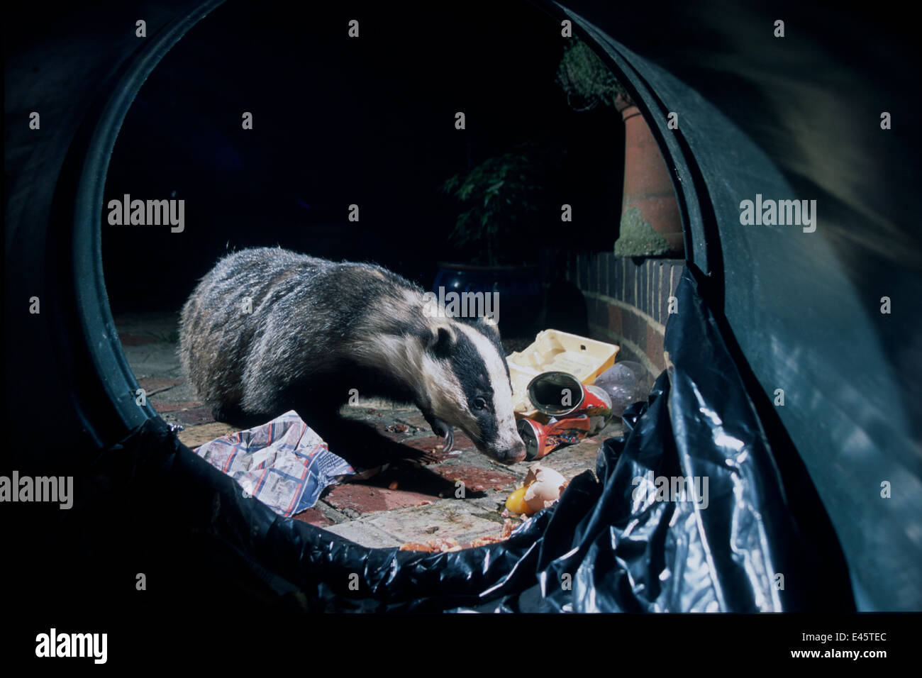 English Badger High Resolution Stock Photography and Images - Alamy