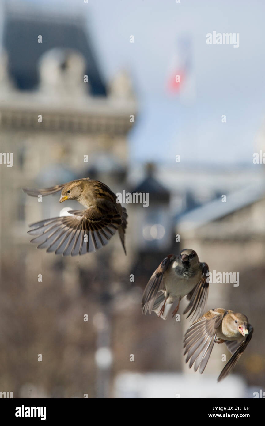 Two sparrows hi-res stock photography and images - Alamy