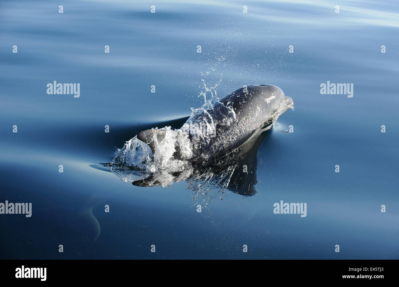 Bottlenose dolphin (Tursiops truncatus) surfacing, off the Lleyn ...