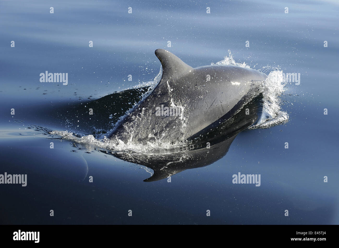 Bottlenose dolphin (Tursiops truncatus) surfacing, off the Lleyn ...
