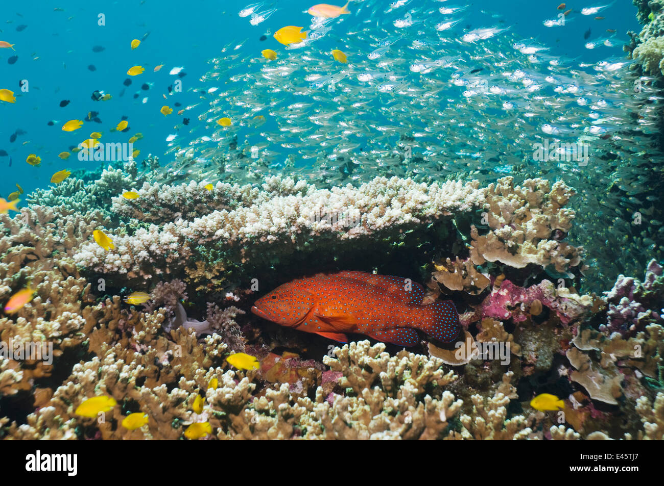 Coral hind (Cephalopholis miniata) lying in ambush under table coral on ...