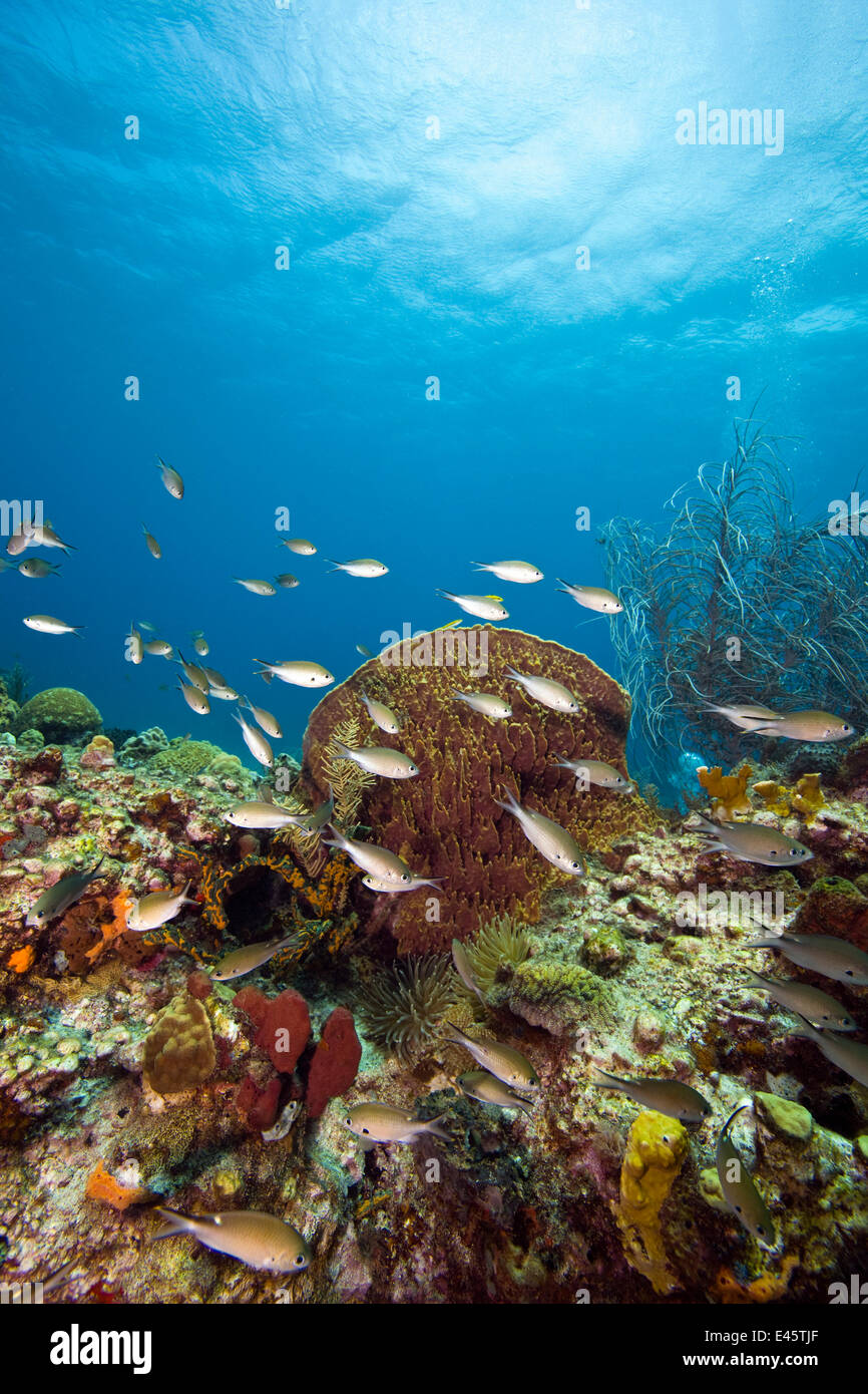 Purple reef chromis (Chromis scotti) swimming around healthy reef ...
