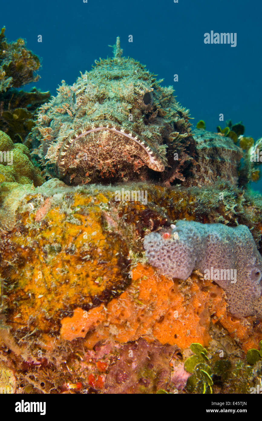Spotted Scorpionfish (Scorpaena plumieri) camouflaged in healthy reef ...